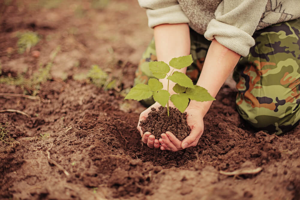 EU bo do 2030 zasadila 3 milijarde dreves - Eko Dežela