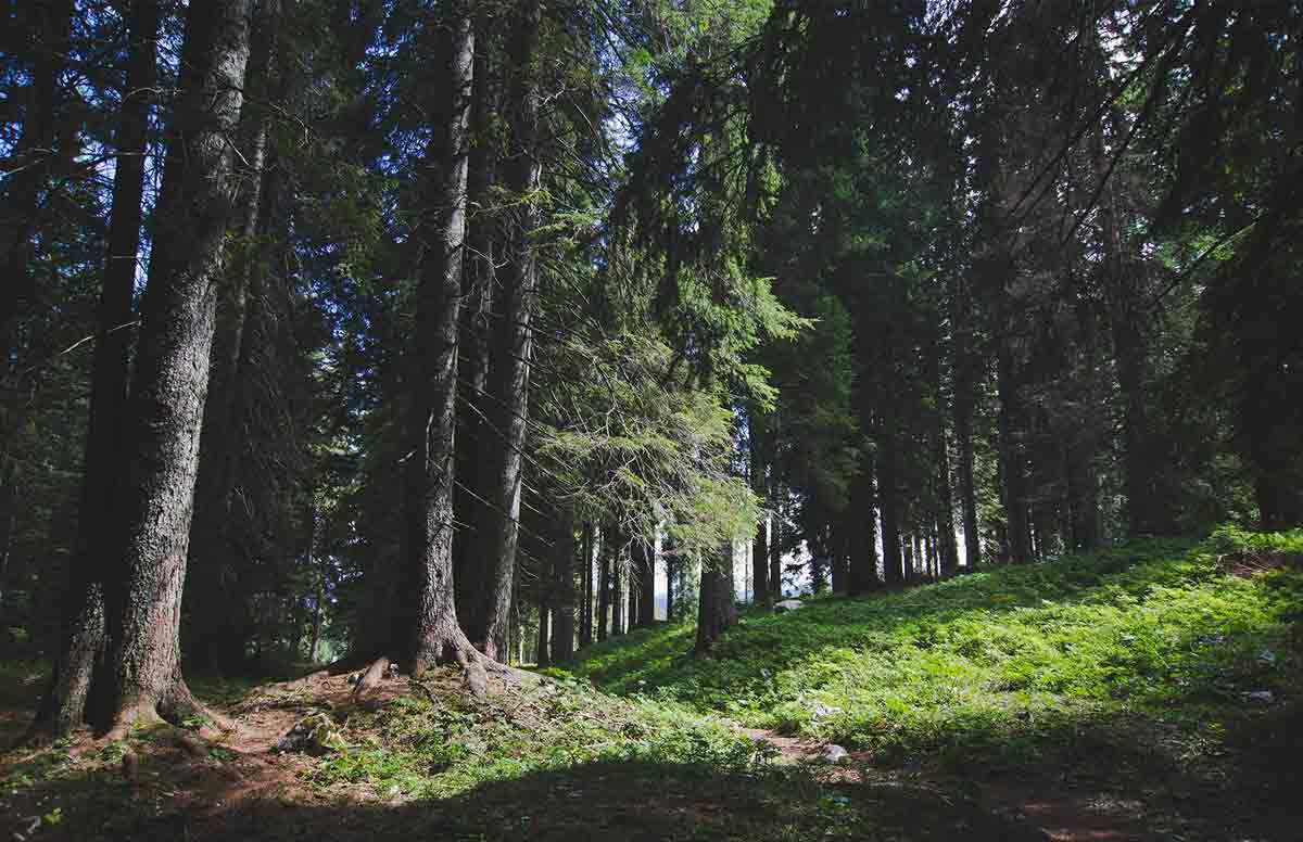 So slovenski gozdovi rešitev za CO2 ali prispevajo k izpustom?