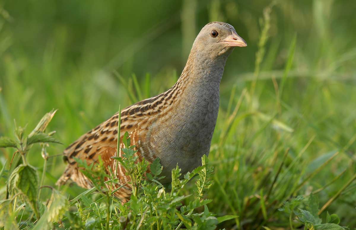 Svet ptic: Kosec je v "zvezi" s samico le teden, potem poišče drugo