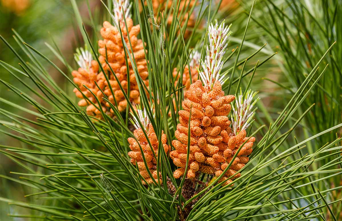 Poznate semena košate iglavca, ki spominjajo na oreške? - Eko Dežela