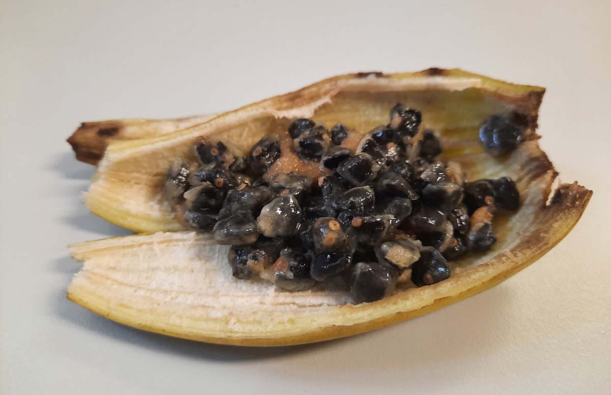 Takšne so divje banane - oz. predhodnik današnjih banan na trgu