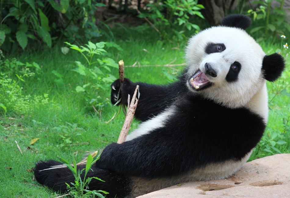 Pandi iz škotskega živalskega vrta se vračata v domačo naravo